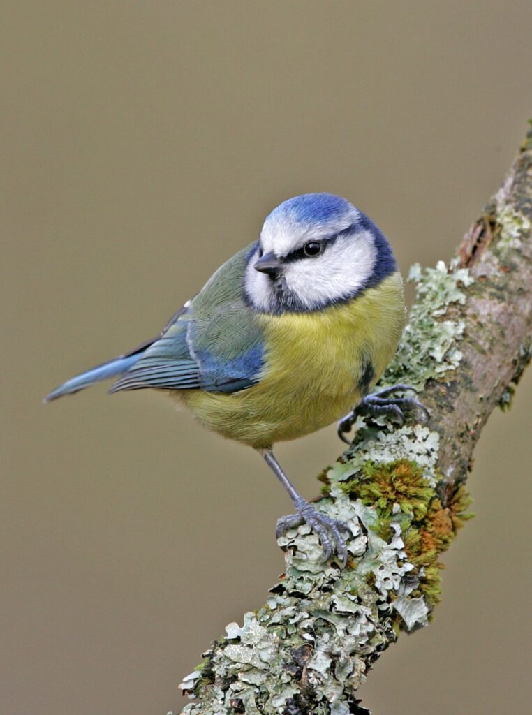 Kate Radcliffe Wildlife Photography – SEOS