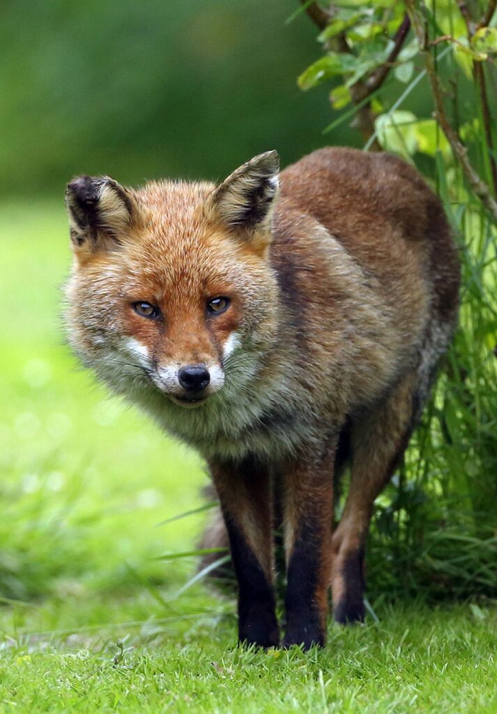 Kate Radcliffe Wildlife Photography – SEOS