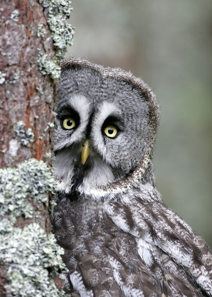 Kate Radcliffe Wildlife Photography – SEOS