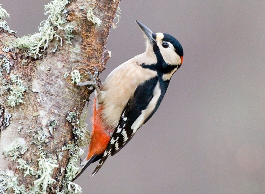 Kate Radcliffe Wildlife Photography – SEOS