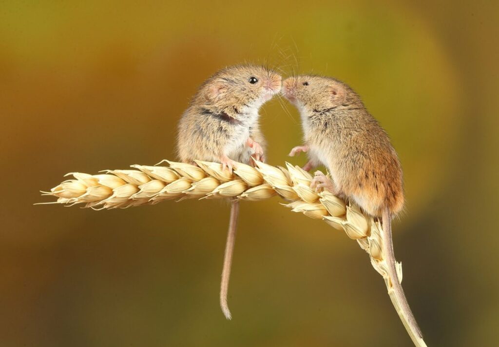 Kate Radcliffe Wildlife Photography – SEOS