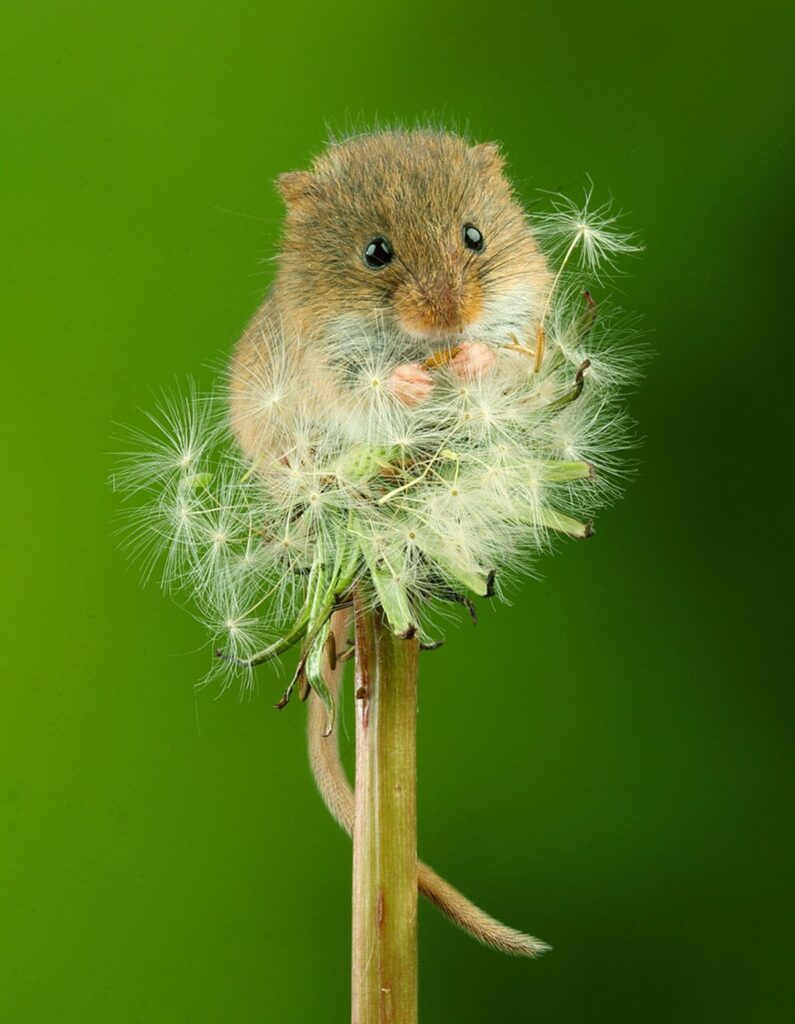 Kate Radcliffe Wildlife Photography – SEOS