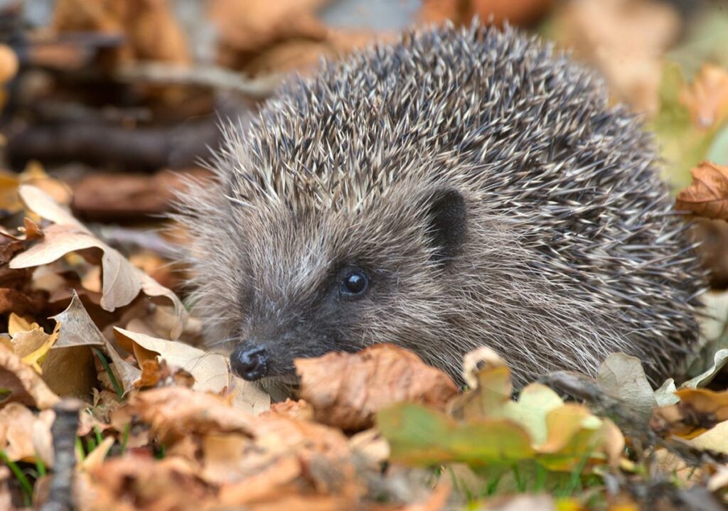 Kate Radcliffe Wildlife Photography – SEOS