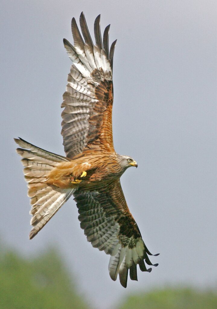 Kate Radcliffe Wildlife Photography – SEOS