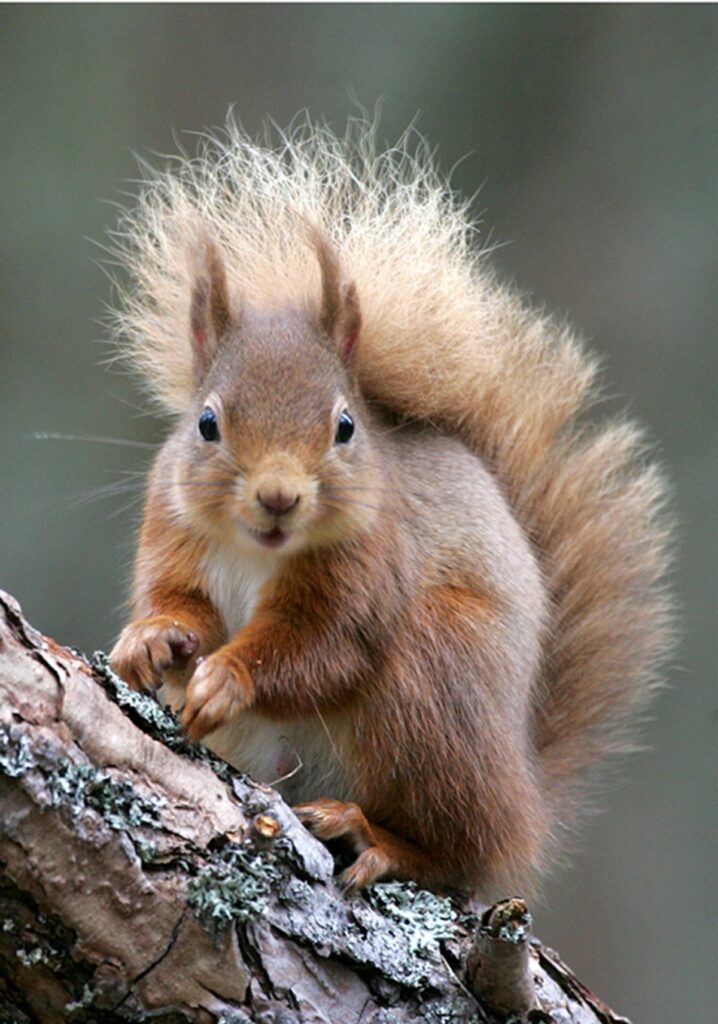 Kate Radcliffe Wildlife Photography – SEOS