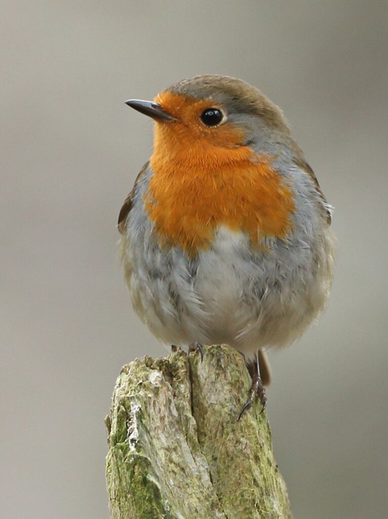 Kate Radcliffe Wildlife Photography – SEOS